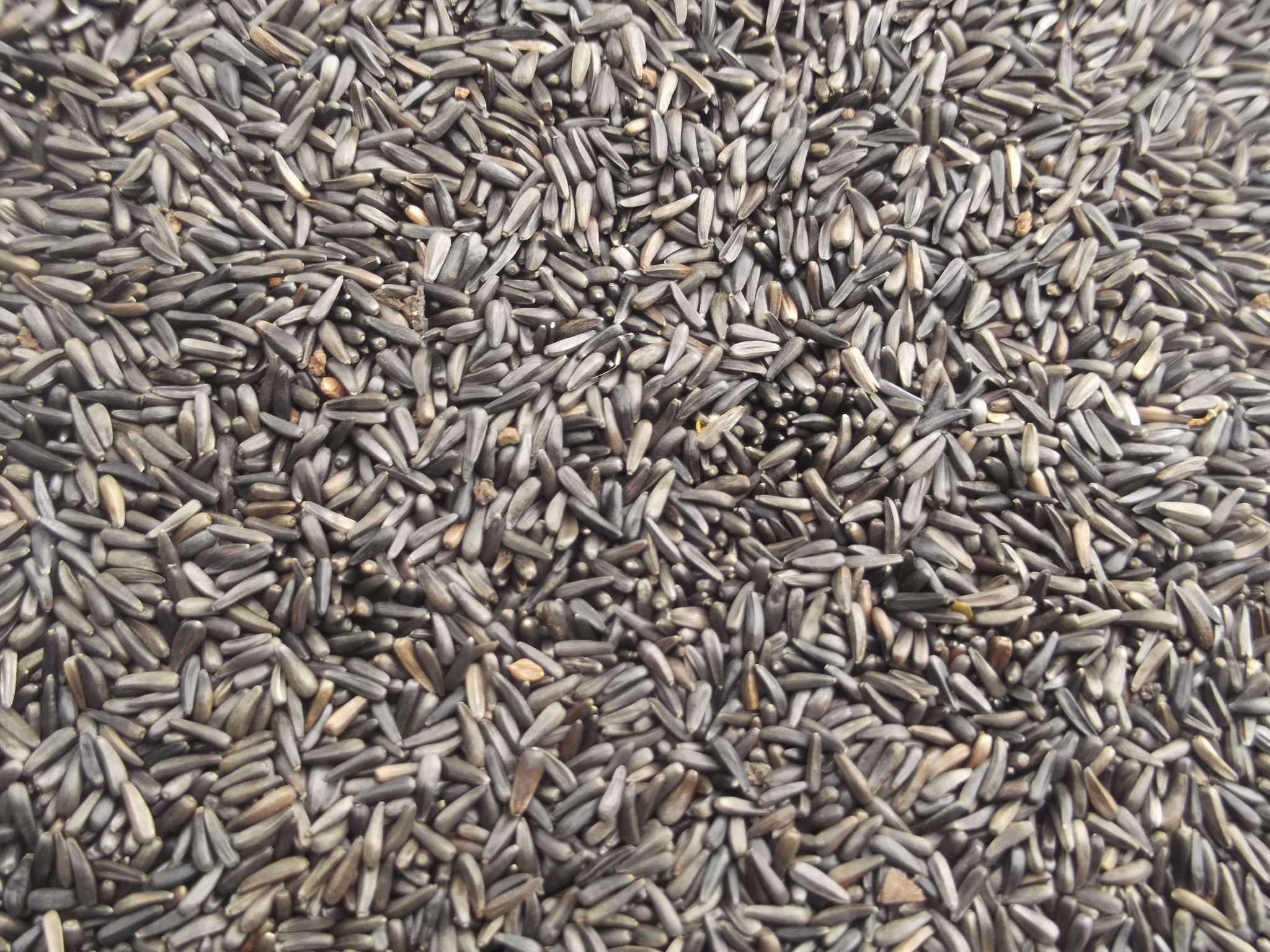 Niger Seeds - hirut Import and Export